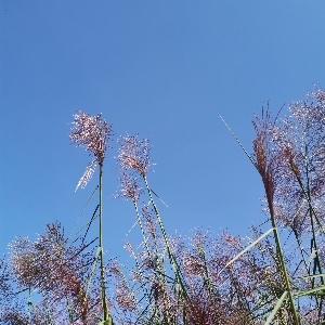 明心小数学 