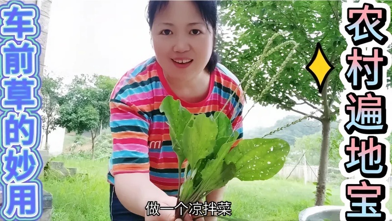 农村遍地都是宝,车前草的妙用,既可凉拌做菜又可泡凉茶喝