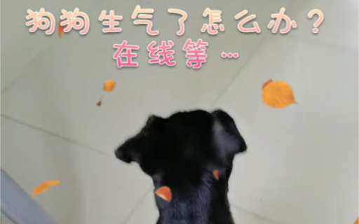 狗狗生气了怎么办?在线等…