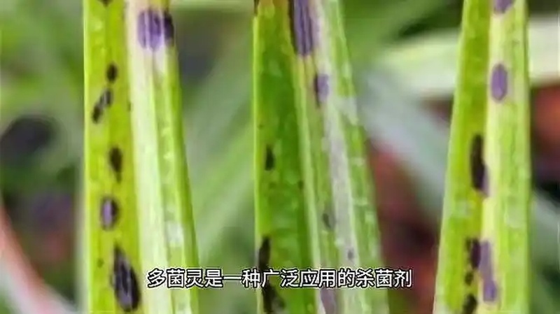 多菌灵--农作物及花卉的 "健康卫士"