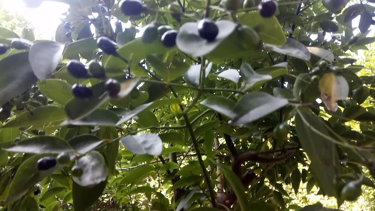 樟树,常绿大乔木。经济价值高,气味芳香。果绿到黑躲在叶子之间