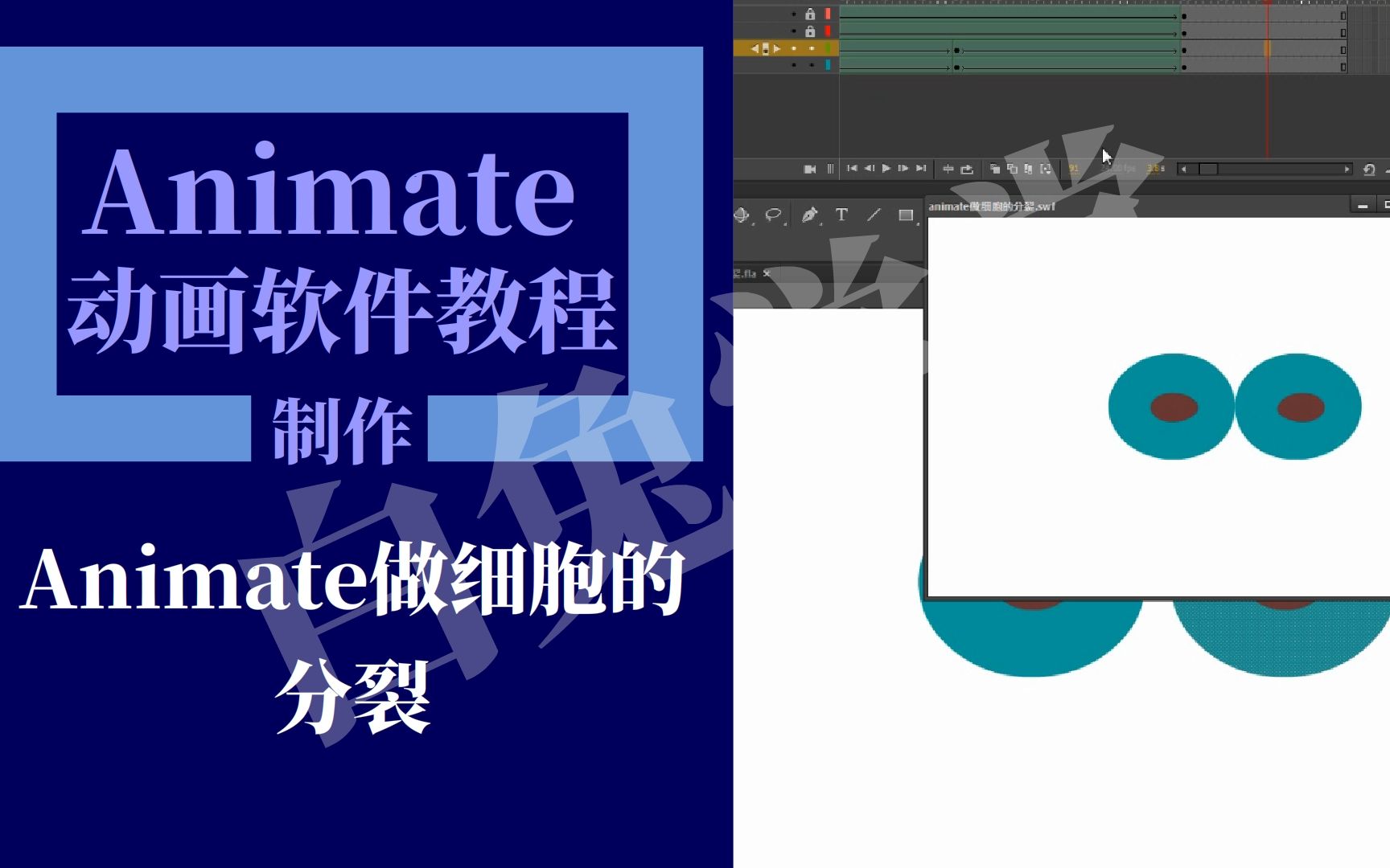 animate做细胞的分裂