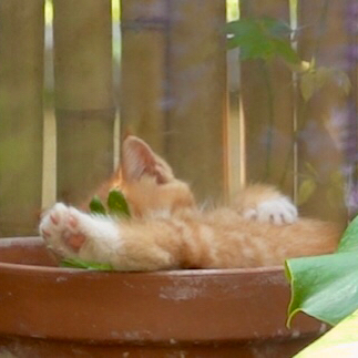 猫猫的汪Cat_Diary 