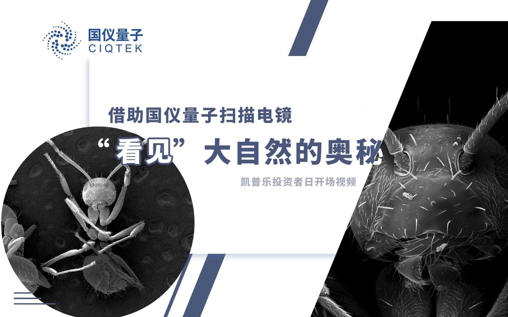 国产扫描电镜下研究微观世界之蚂蚁的眼睛和触角