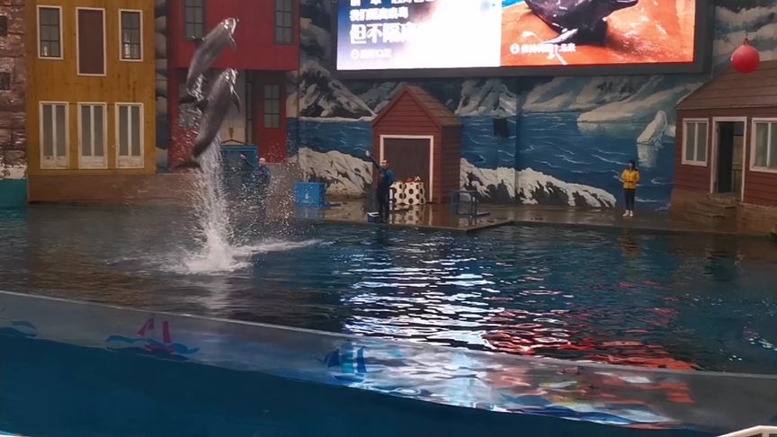 请欣赏海豚的精彩表演,翻滚跳跃,悦耳的叫声,和驯兽师友爱互动