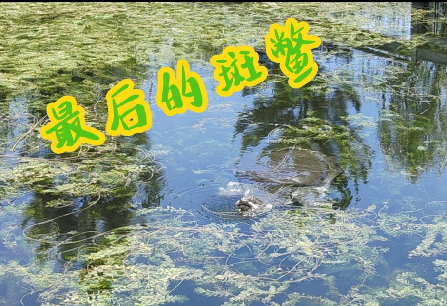 云游苏州上方山森林动物世界,沉浸式访问最后的斑鳖