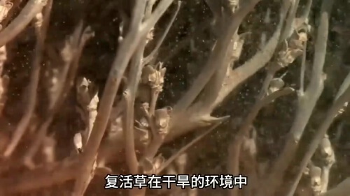复活草百年的生死轮回与生命延续