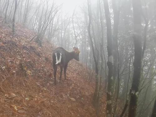 麂类动物泪腺信号传递与化学信息素的奥秘