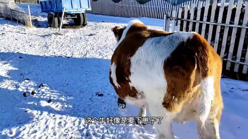 有两头牛快要下犊了,天气太冷,把它们单独圈起来观察着
