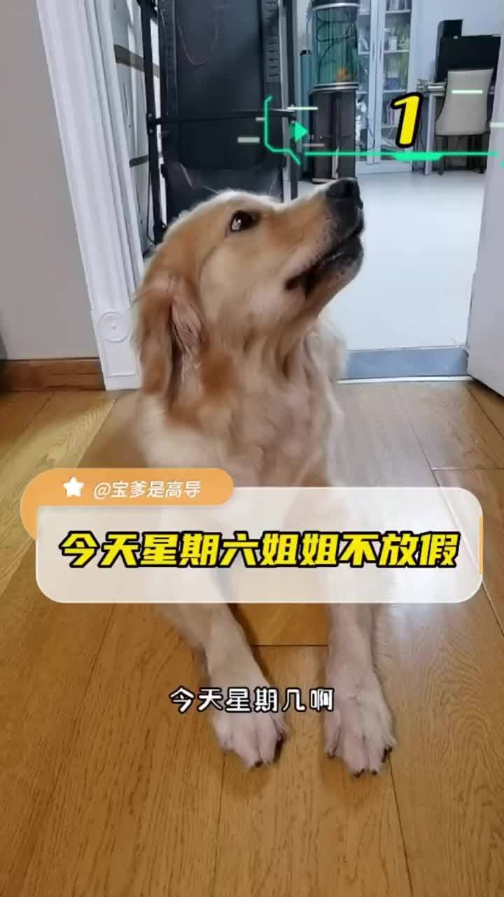 今天姐姐开学了,周六按周四课表上课高小宝咋知道的?