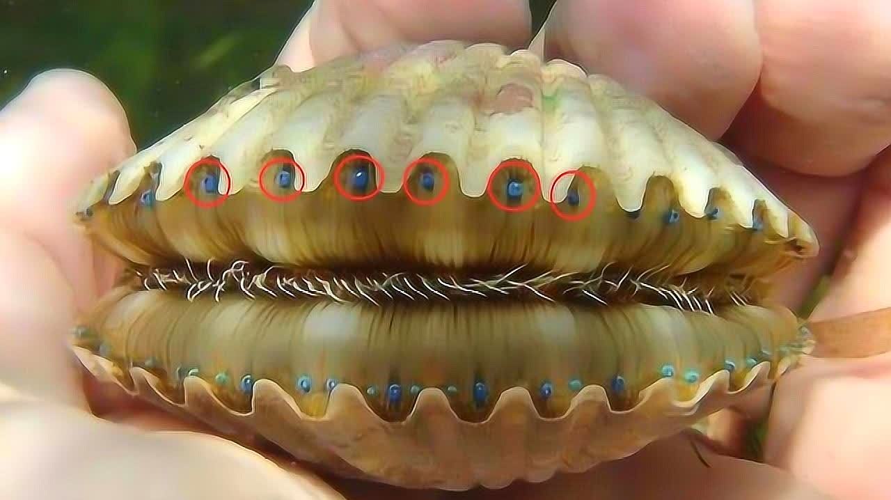 扇贝还有眼睛?专家用显微镜放大100倍,看完整个人都不好了