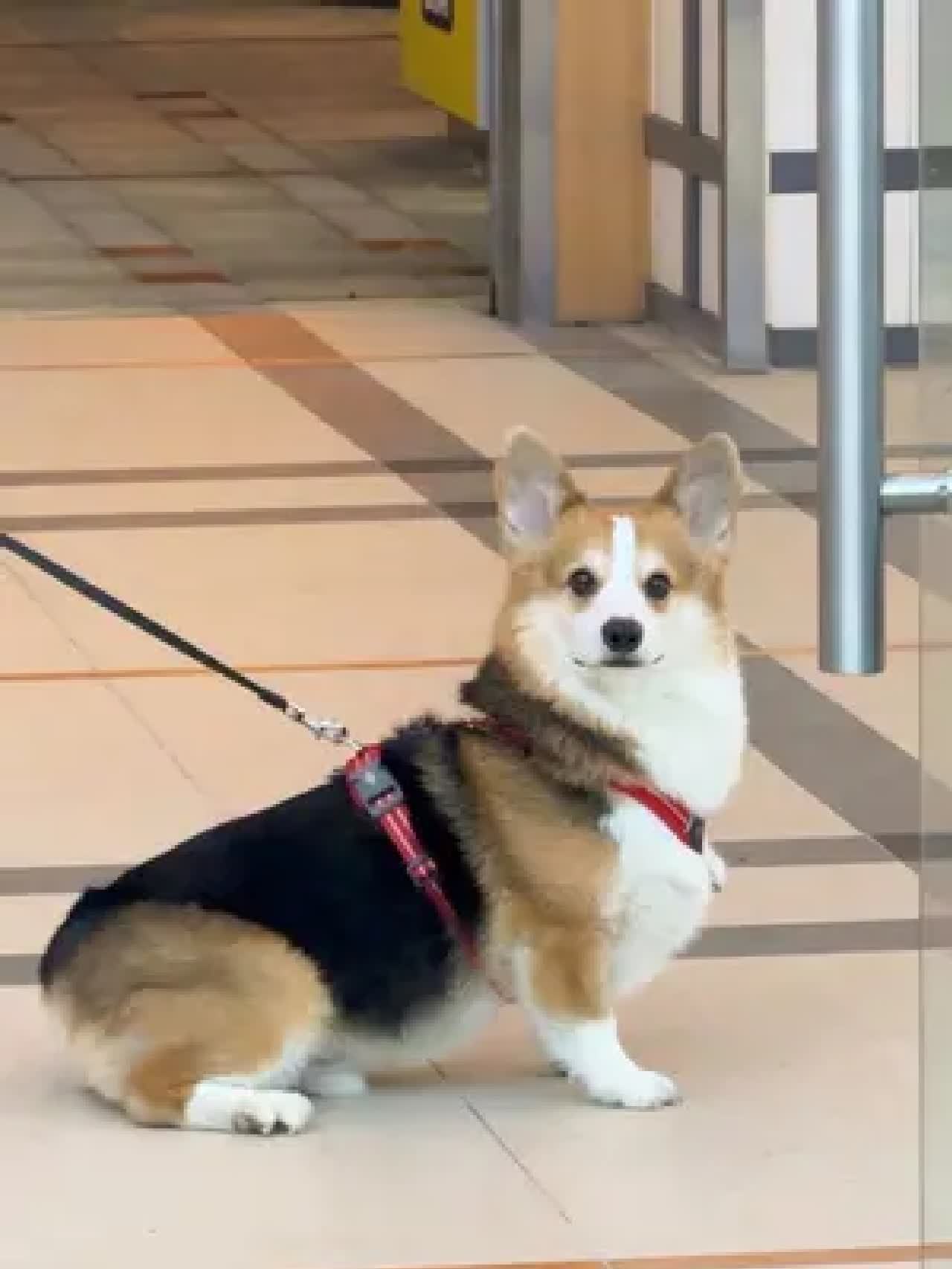 有小狗在的话 就会觉得生活热乎乎的#柯基 #小狗日记