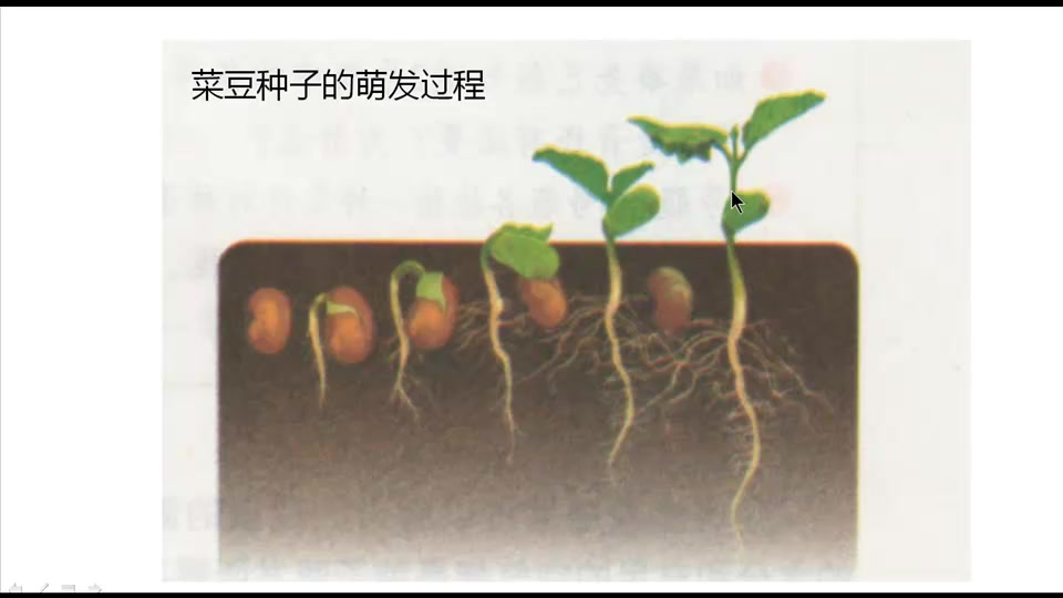 初中生物原创微课视频 七上 4 种子的萌发过程