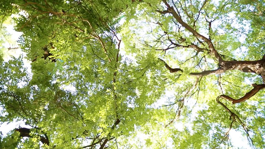 细致入微的镜头 树 草 花 湖面 风景空镜实拍 淘宝店铺SU客映像