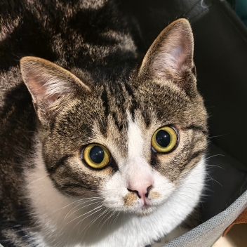 药师今天噶了没 