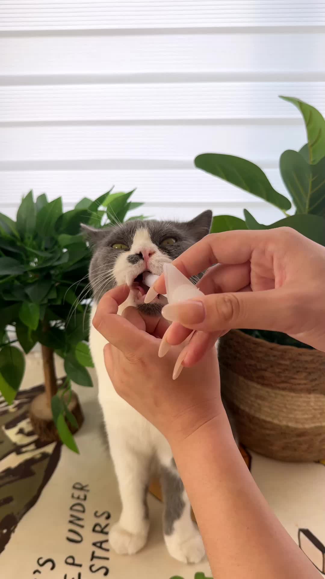 现在养宠人不要太聪明了 研究出喂药高科技#猫咪吃药 #宠物喂药器 #...