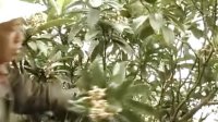 枇杷种植技术-花果管理