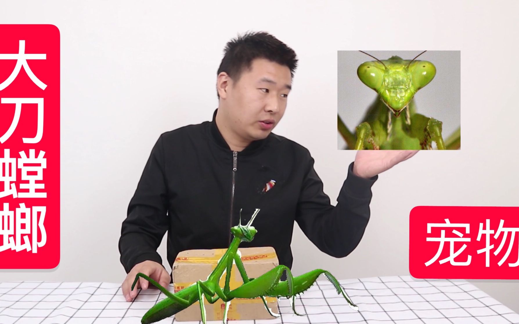 前方高能!买了一只中华大刀螳螂,可以捕食毒蛇,做宠物怎么样