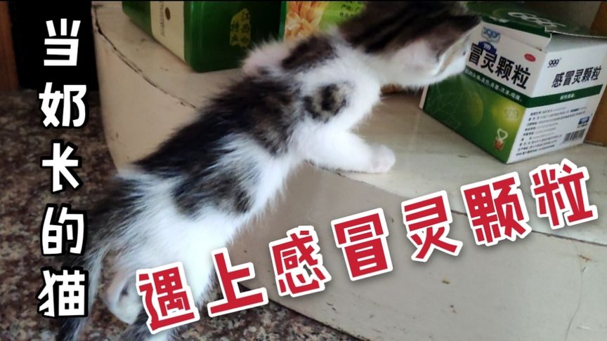 当奶长的猫遇上感冒灵颗粒会发生什么?