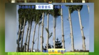 白杨树礼赞(背景音乐《小白杨》)