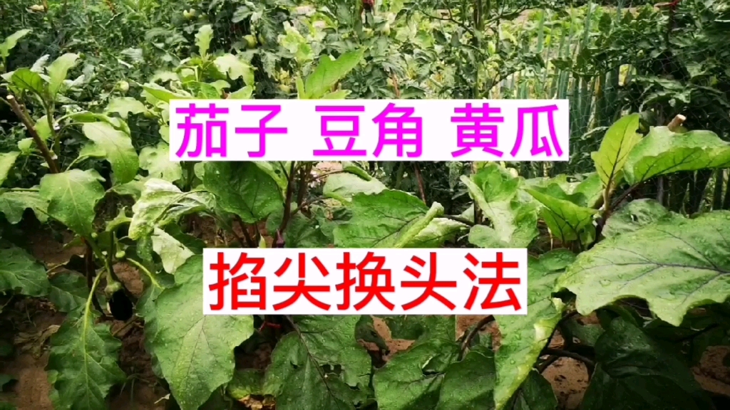 小菜园种茄子、豆角、黄瓜,长到一定高度掐尖换头,能延长采收期