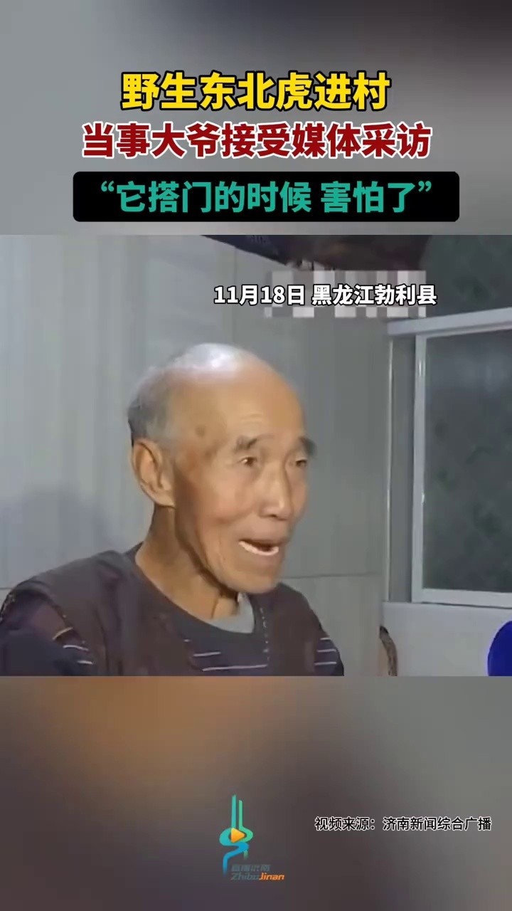 野生东北虎进村,当事大爷接受媒体采访,"它搭门的时候,害怕了"。#东北虎进村