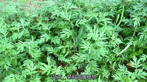 艾蒿:一株被低估的神草!消炎驱寒,全身是宝,养生必备!