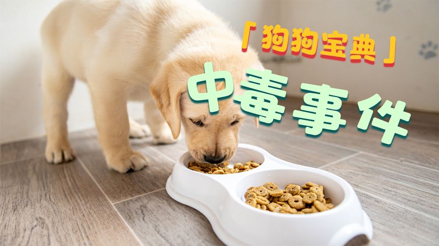 哪些食物能引起狗狗中毒?