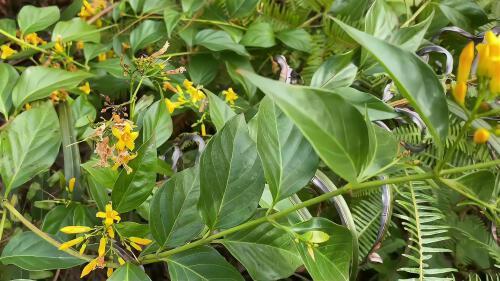 后续!广东大妈误食断肠草中毒,子女围床前唱歌悼念,商家被拘留
