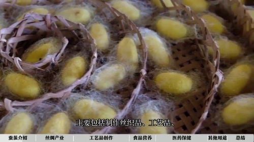 蚕茧可以用来干什么