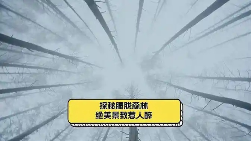 探秘朦胧森林,绝美景致惹人醉
