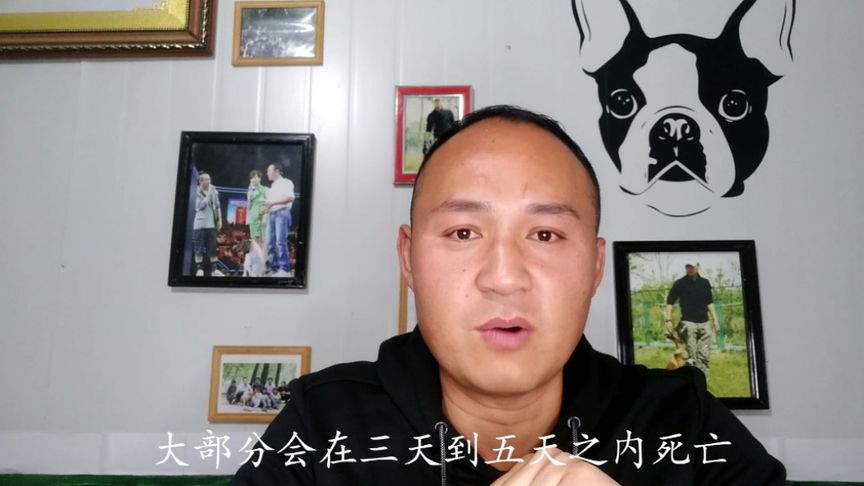 被狗咬了就会得狂犬病吗?十几年从业人员告诉你
