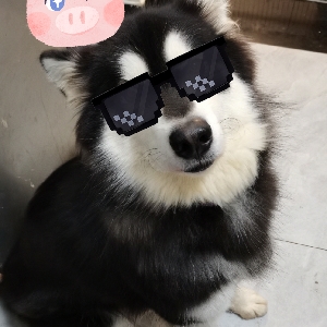 伟岸的卓爷喵喵 