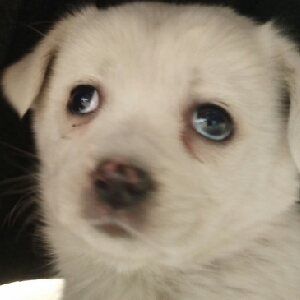 不可思意破晓 