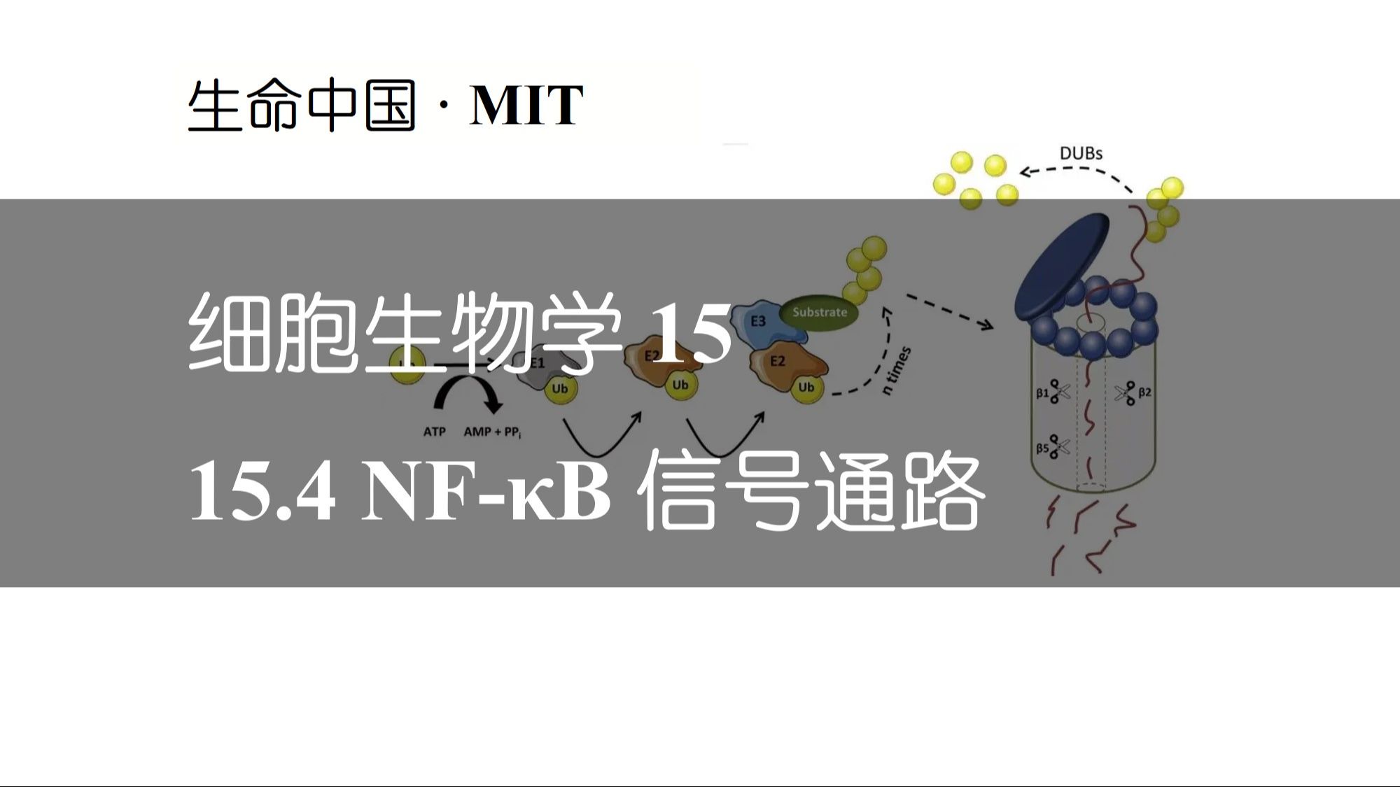 【细胞生物学】15.4 NF-κB 信号通路