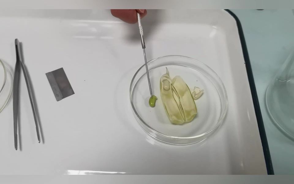 中考实验--观察果实的结构