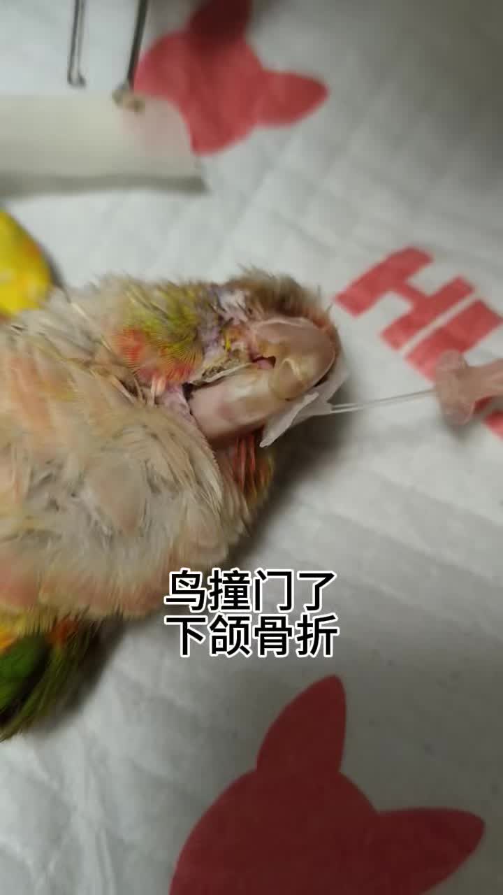 ... 症状 - 疼痛与不适:鸟会表现出痛苦的表情,如烦躁不安、拒绝进食等...