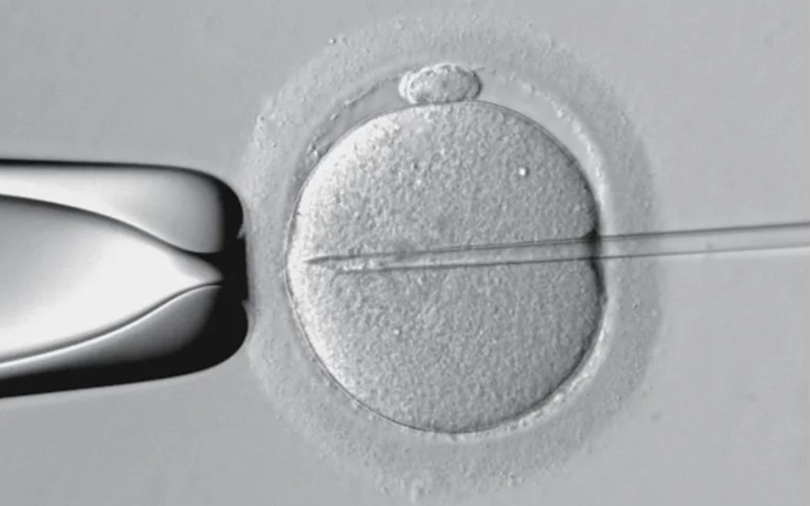 ASI注射泵在斑马鱼显微注射实验中的应用