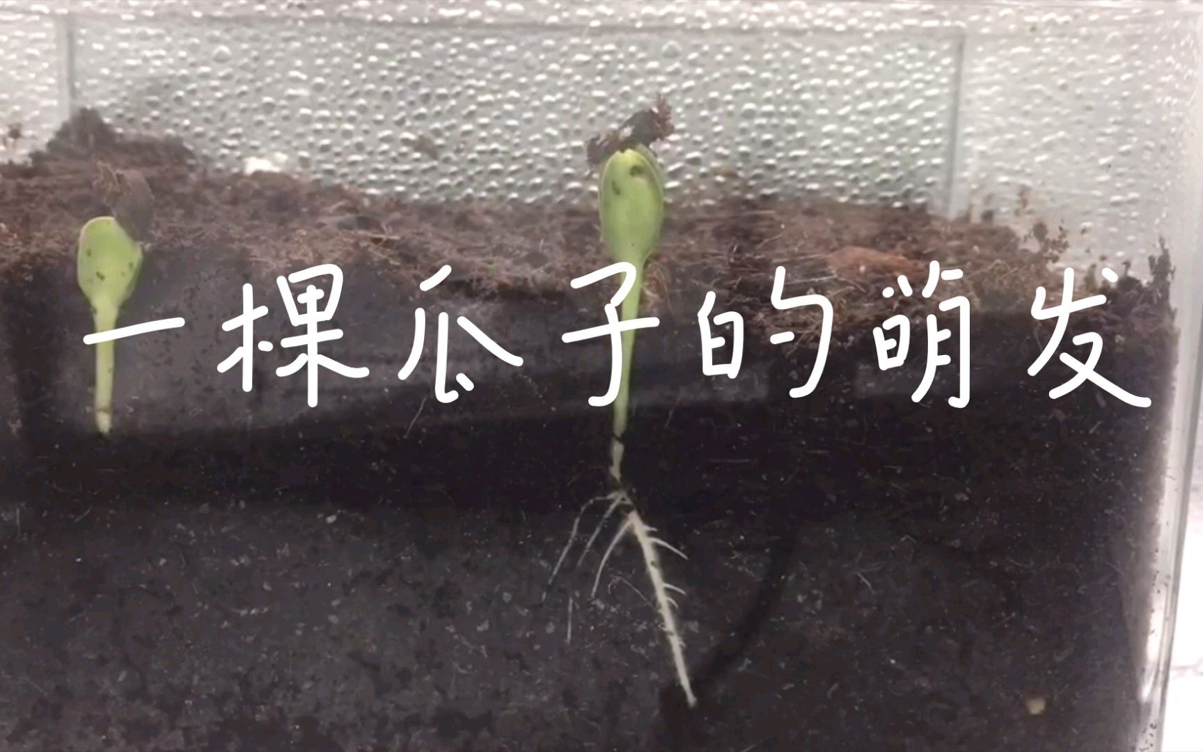 向日葵种子的发芽过程