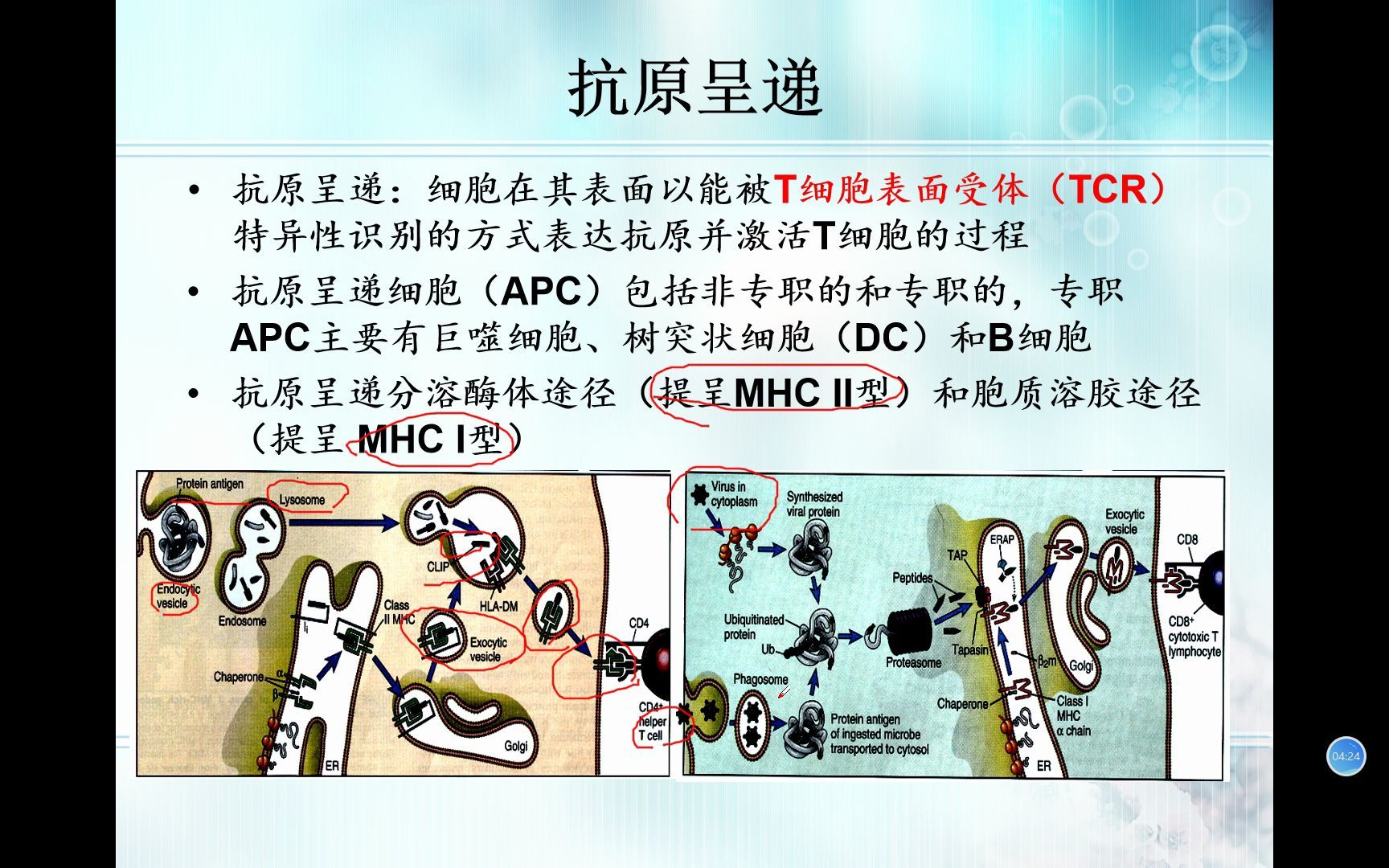 生物竞赛难点85-动物生理学-抗原呈递与免疫细胞的激活