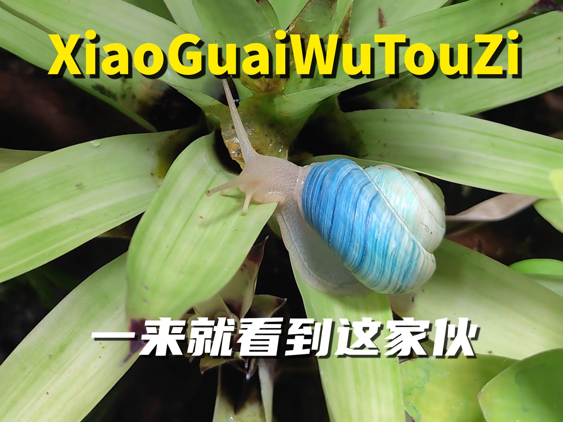 一大早来雨林缸会看到什么?