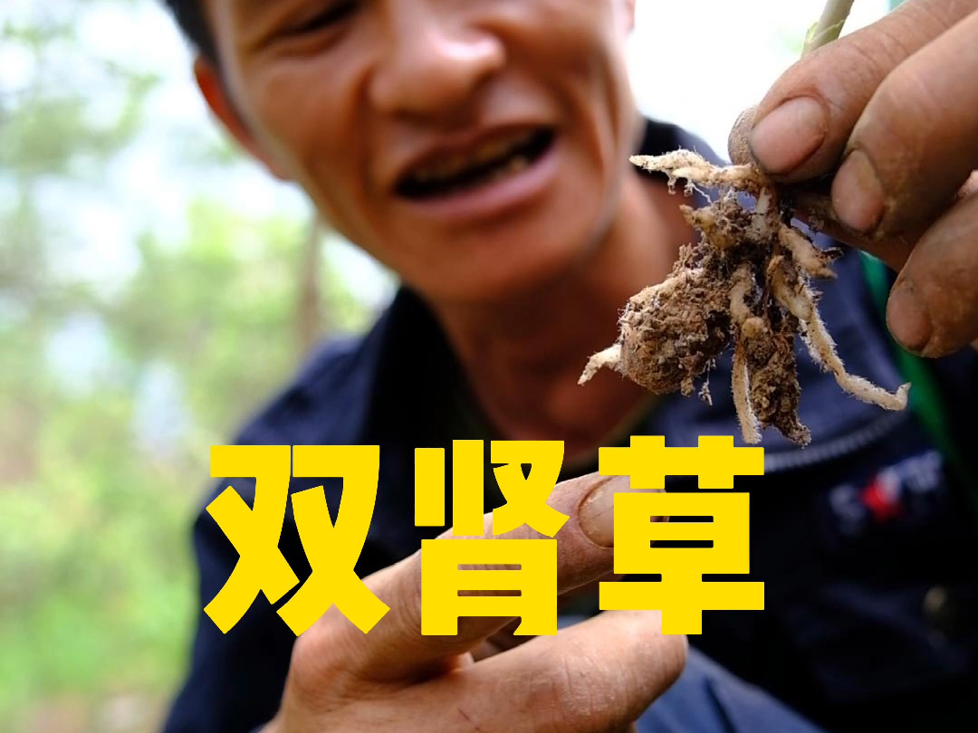 今天分享一株"双肾草"给大家认识