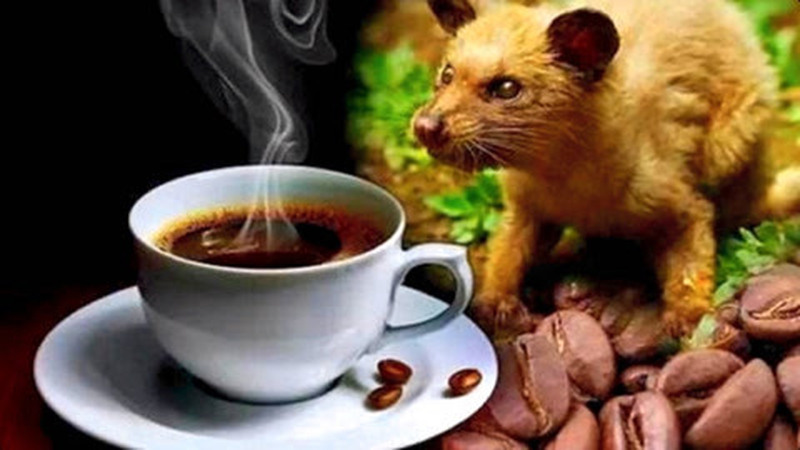 近距离观察猫屎咖啡生产过程,镜头记录一幕,看完还想喝吗