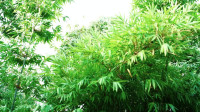 这些代表了历史的树木,却难承受环境的改变,数量逐渐减少