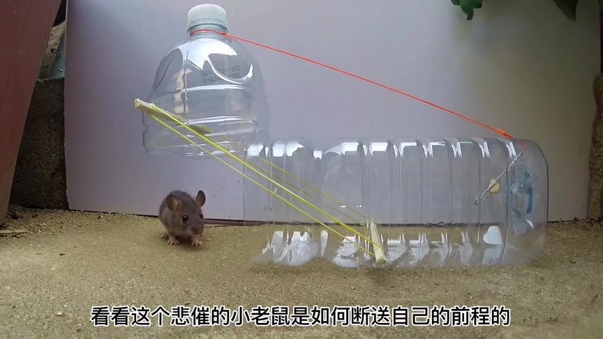 #生活小技巧学会你就捡到宝了 #制作过程 简易捕鼠器的做法