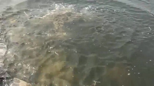 这鱼生病了,正常鱼不会来边上,更不会浮在水面上所以让我帮他一把!