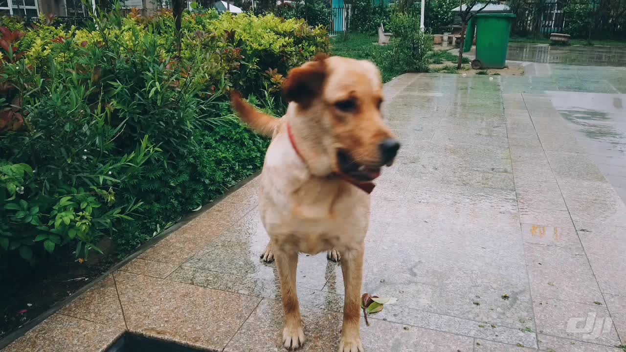 #我的vlog# 大疆口袋灵眸 ～首次使用