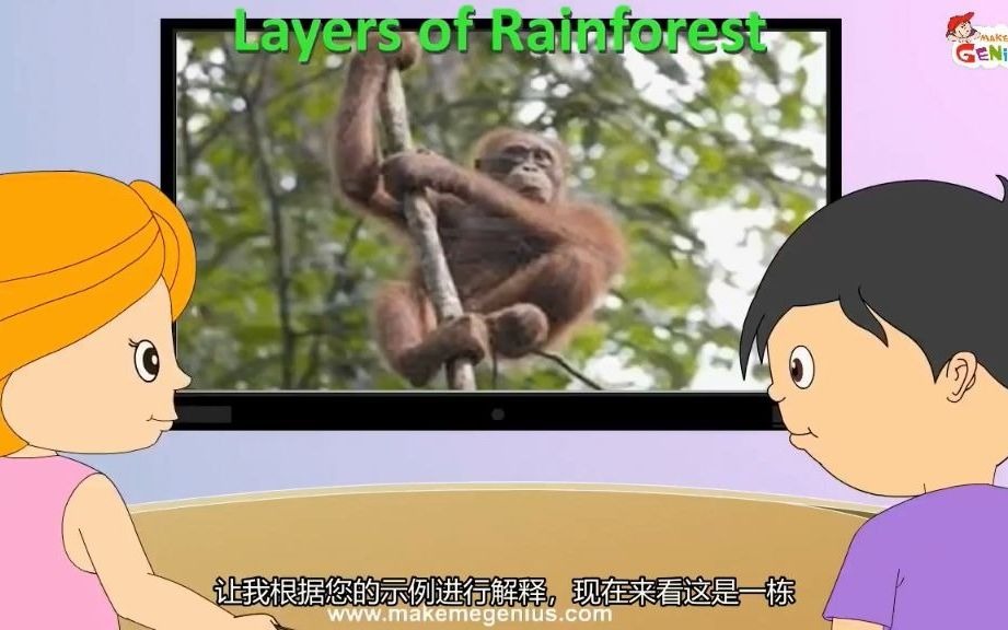 关于热带雨林的动物和植物