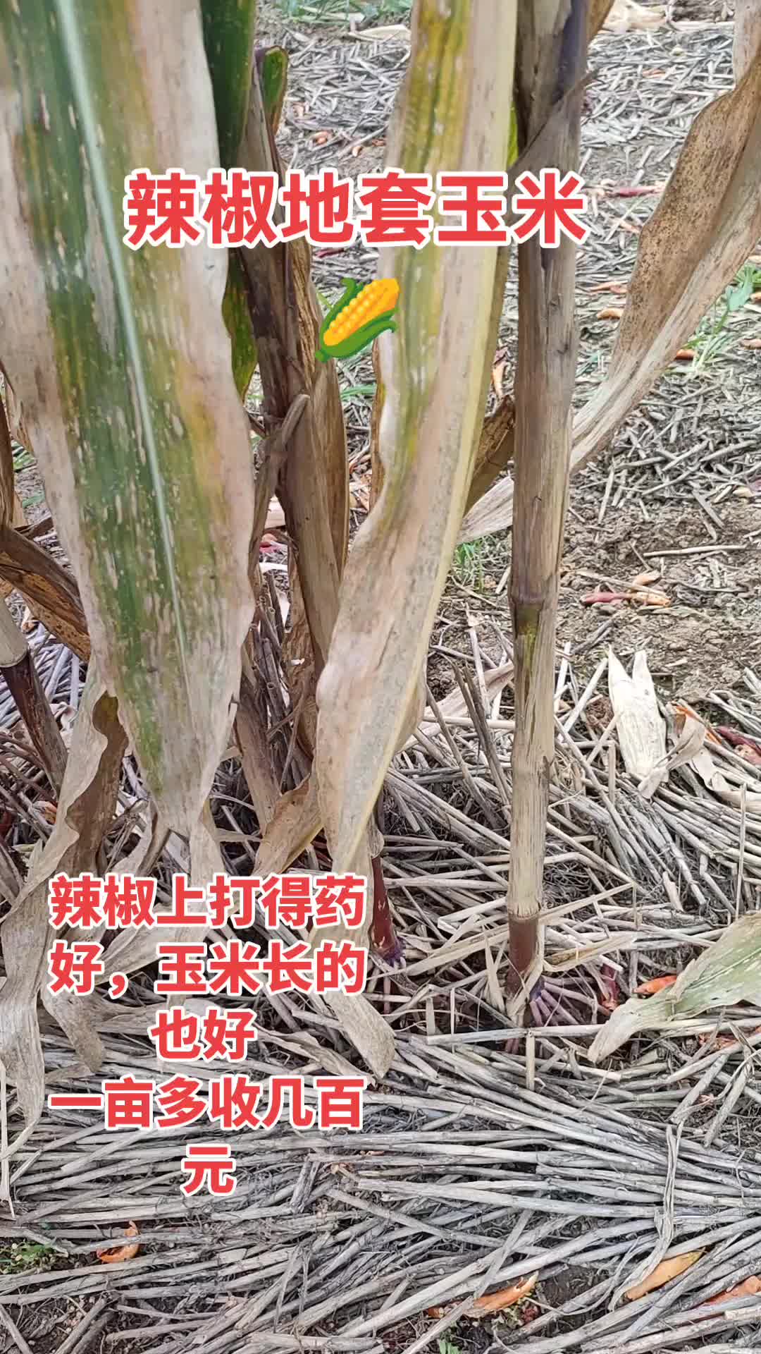 ...地套玉米ߌ� 辣椒地套玉米ߌ�,这搭配绝了!玉米不减产,辣椒还增收,...