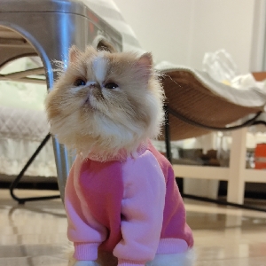 问溪的柚子与星星 